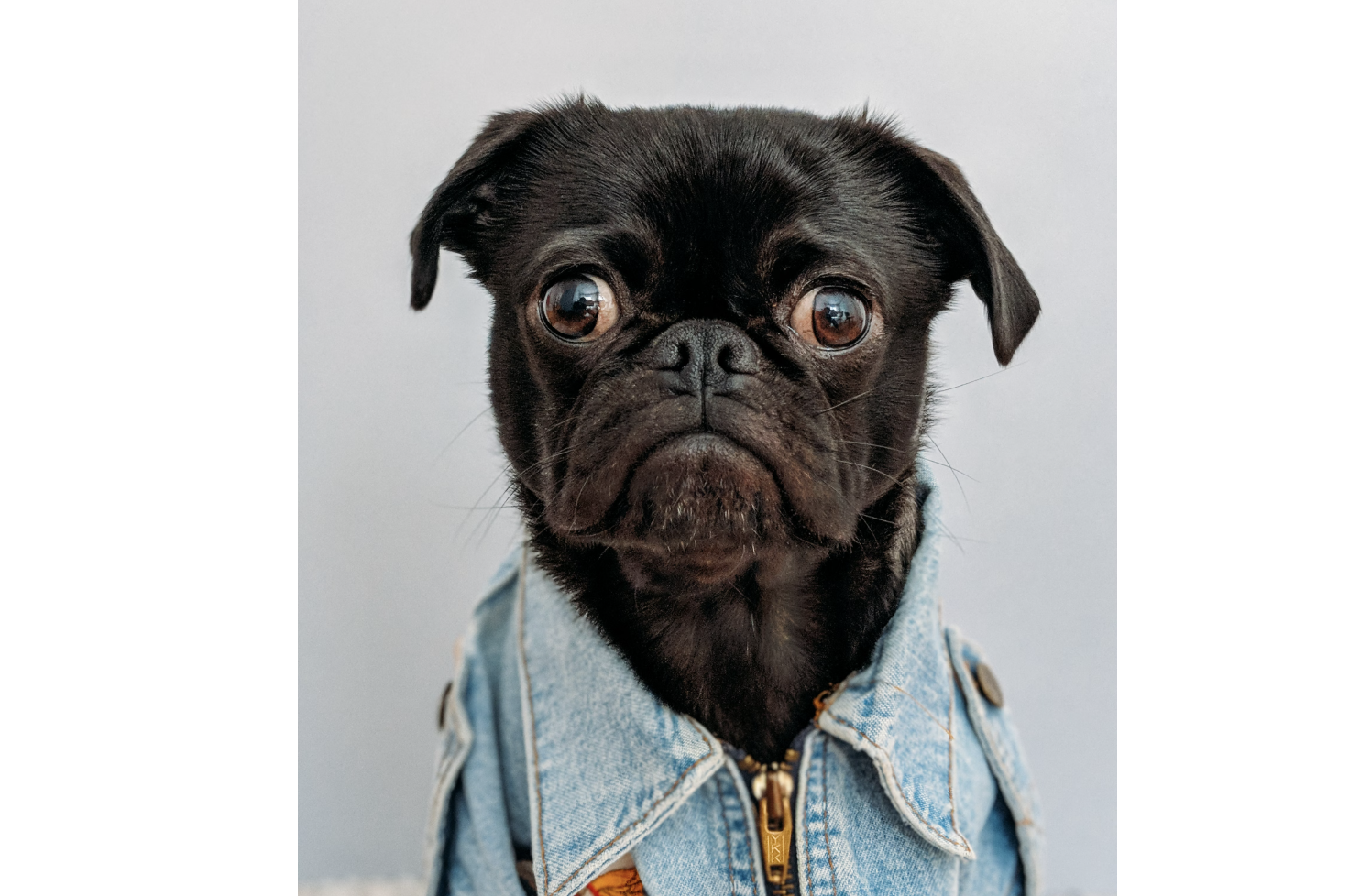 Your Dog is Staring at You Intently – What is he Trying to Tell You ...